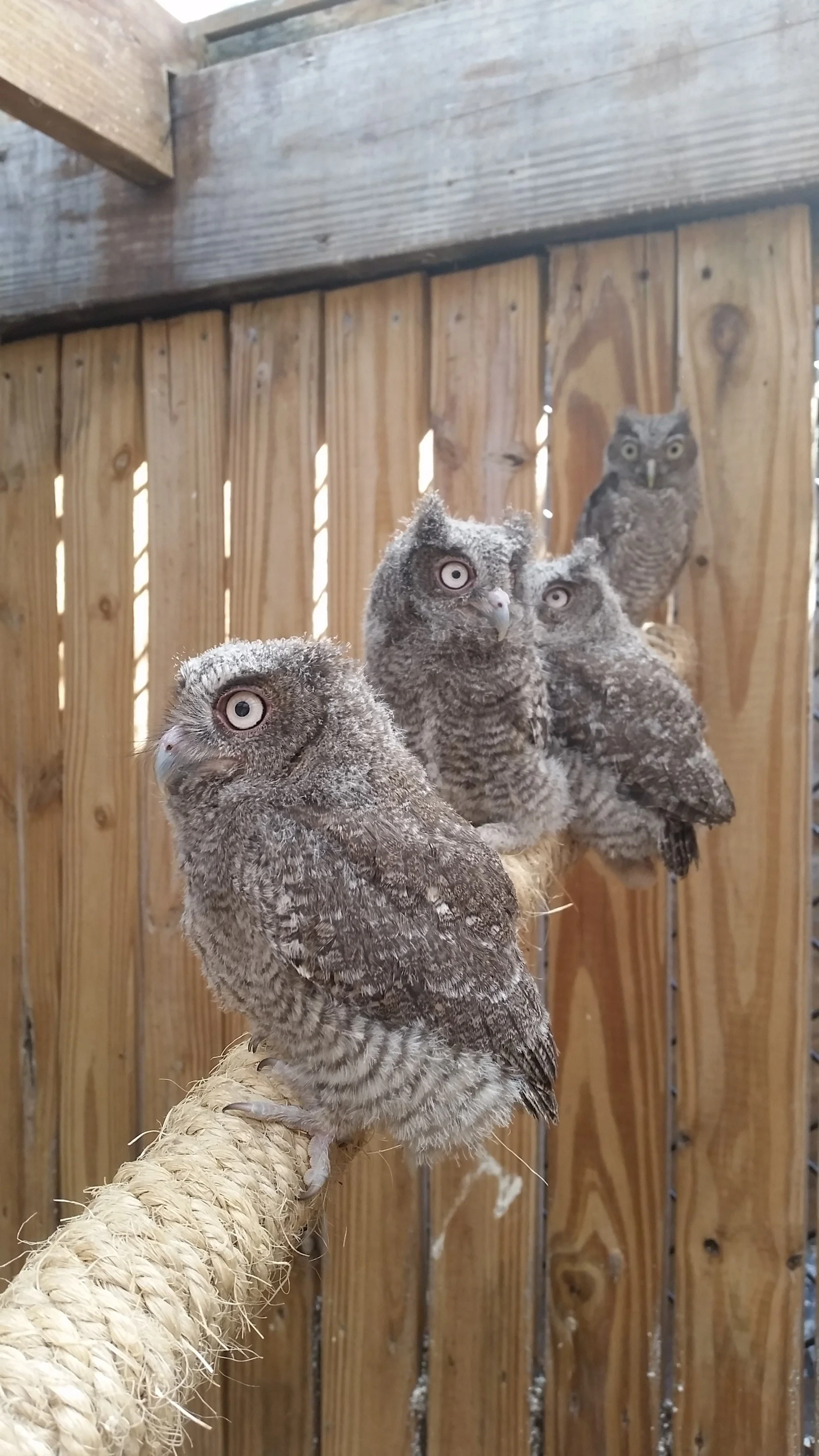 Release-an-Owl Sponsorship Program — Pelican Harbor Seabird Station