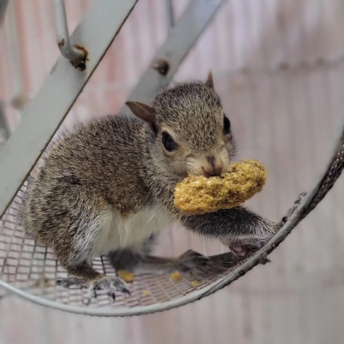 Pelican Harbor Seabird Station