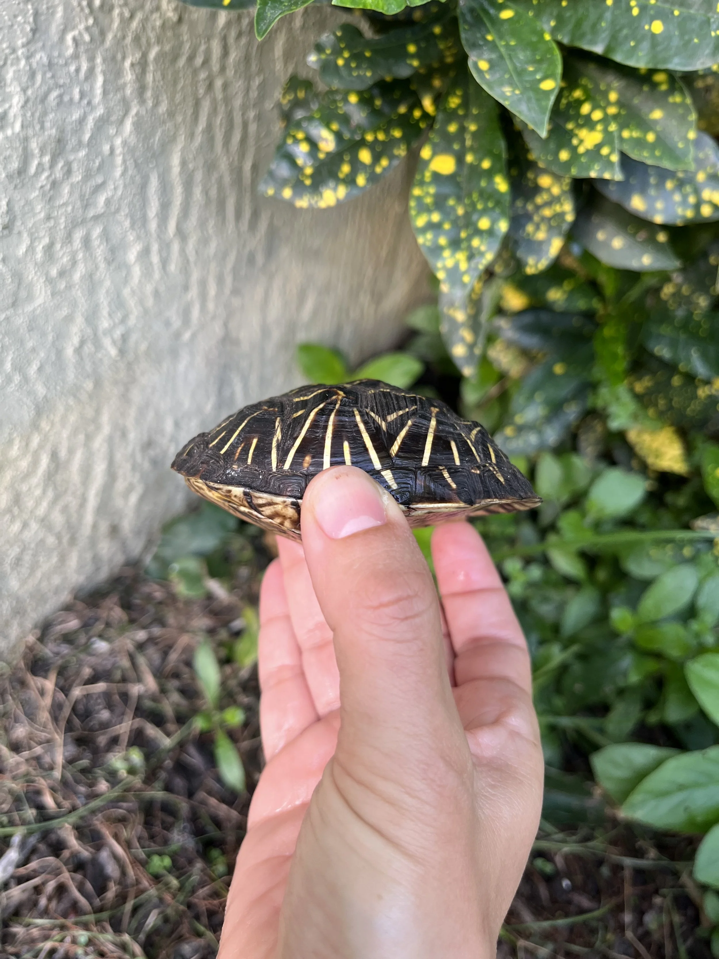 Wildlife Blog — Pelican Harbor Seabird Station