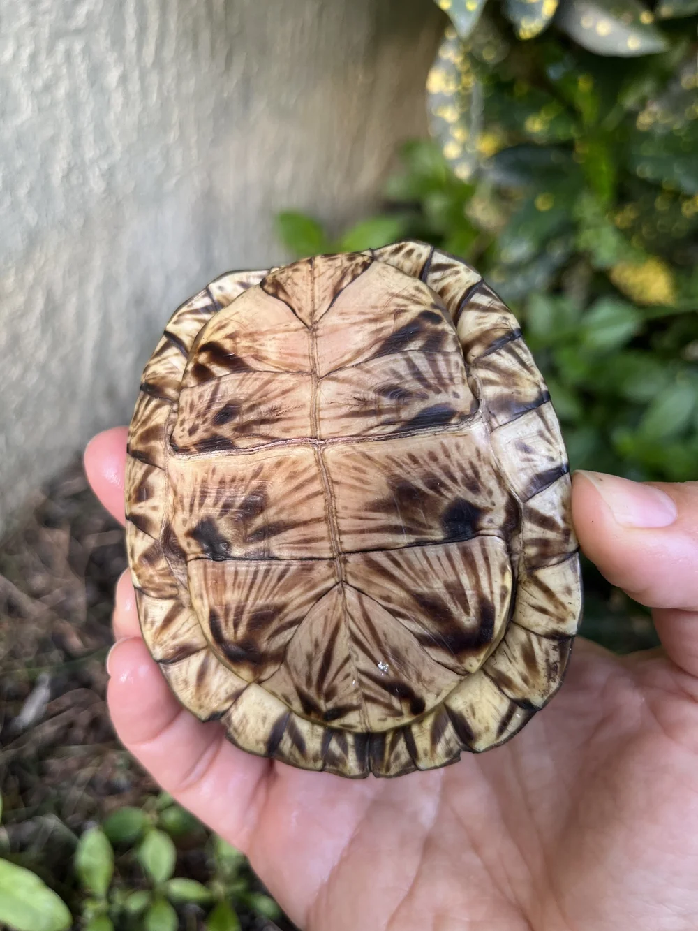 Wildlife Blog — Pelican Harbor Seabird Station