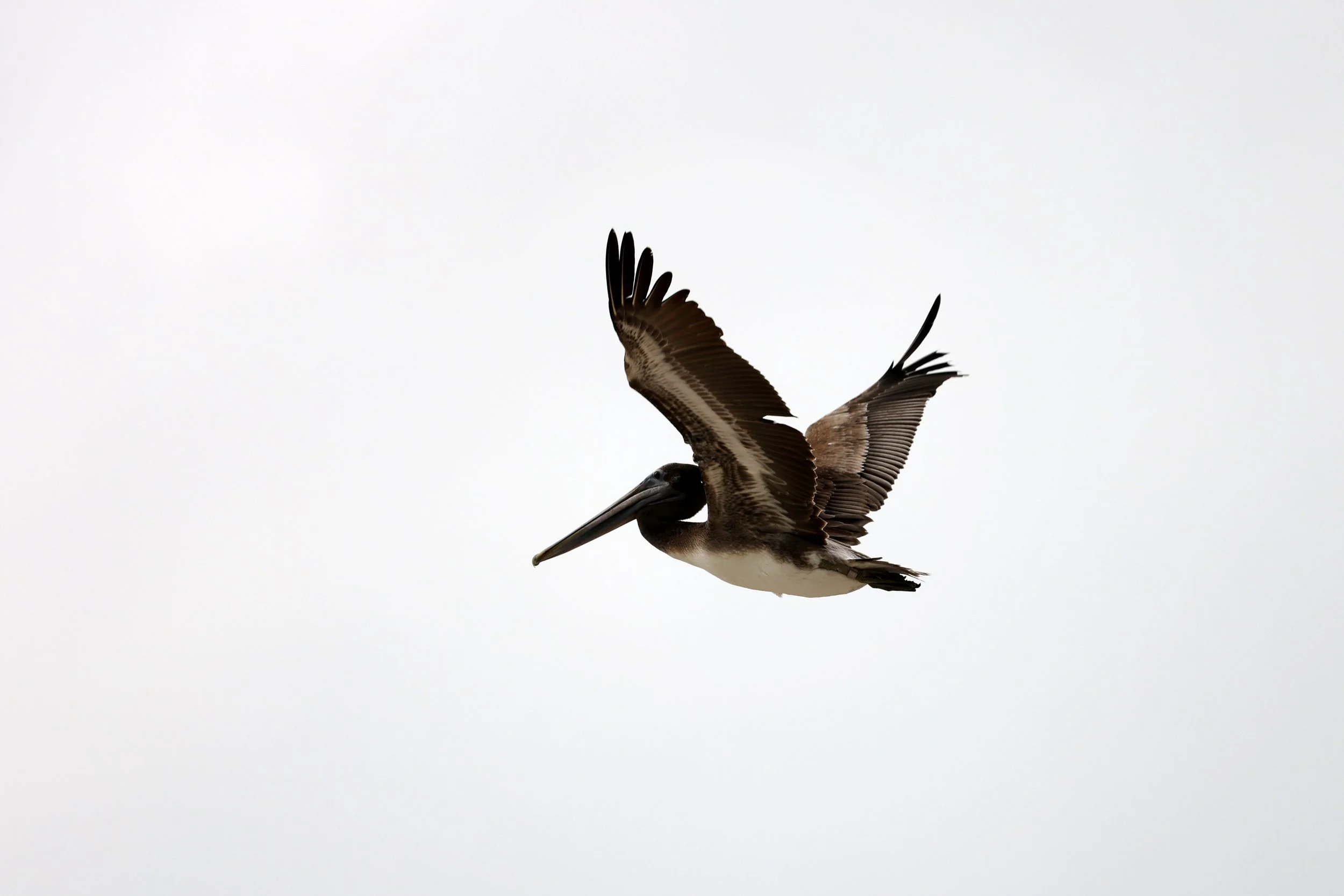 Pelican Harbor Seabird Station