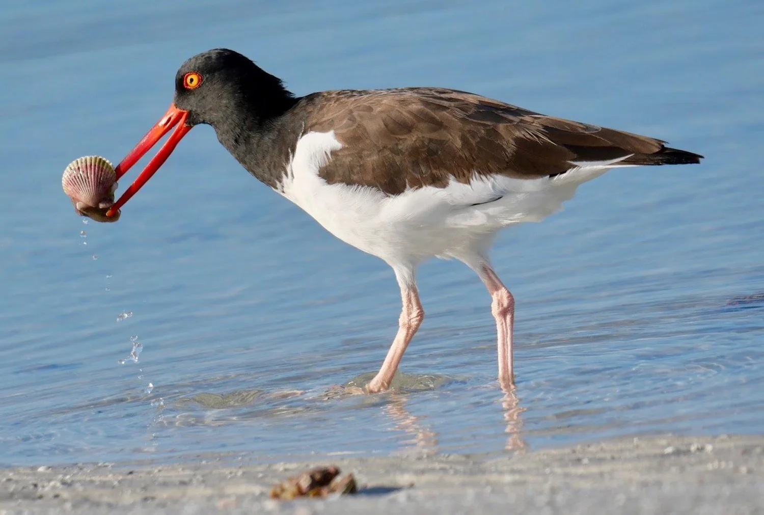 Wildlife Blog — Pelican Harbor Seabird Station