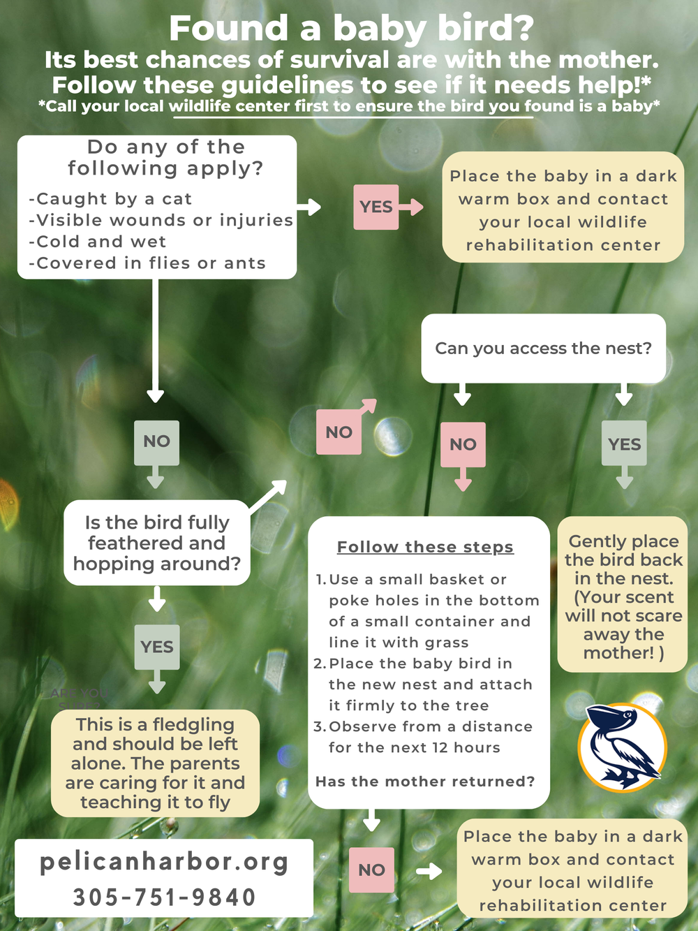 Baby Animal Help — Pelican Harbor Seabird Station