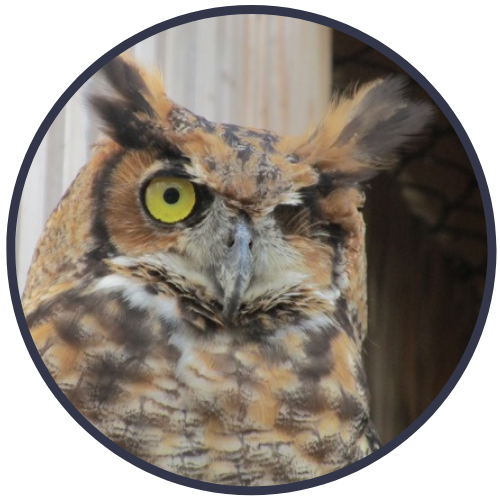 Luna — Pelican Harbor Seabird Station