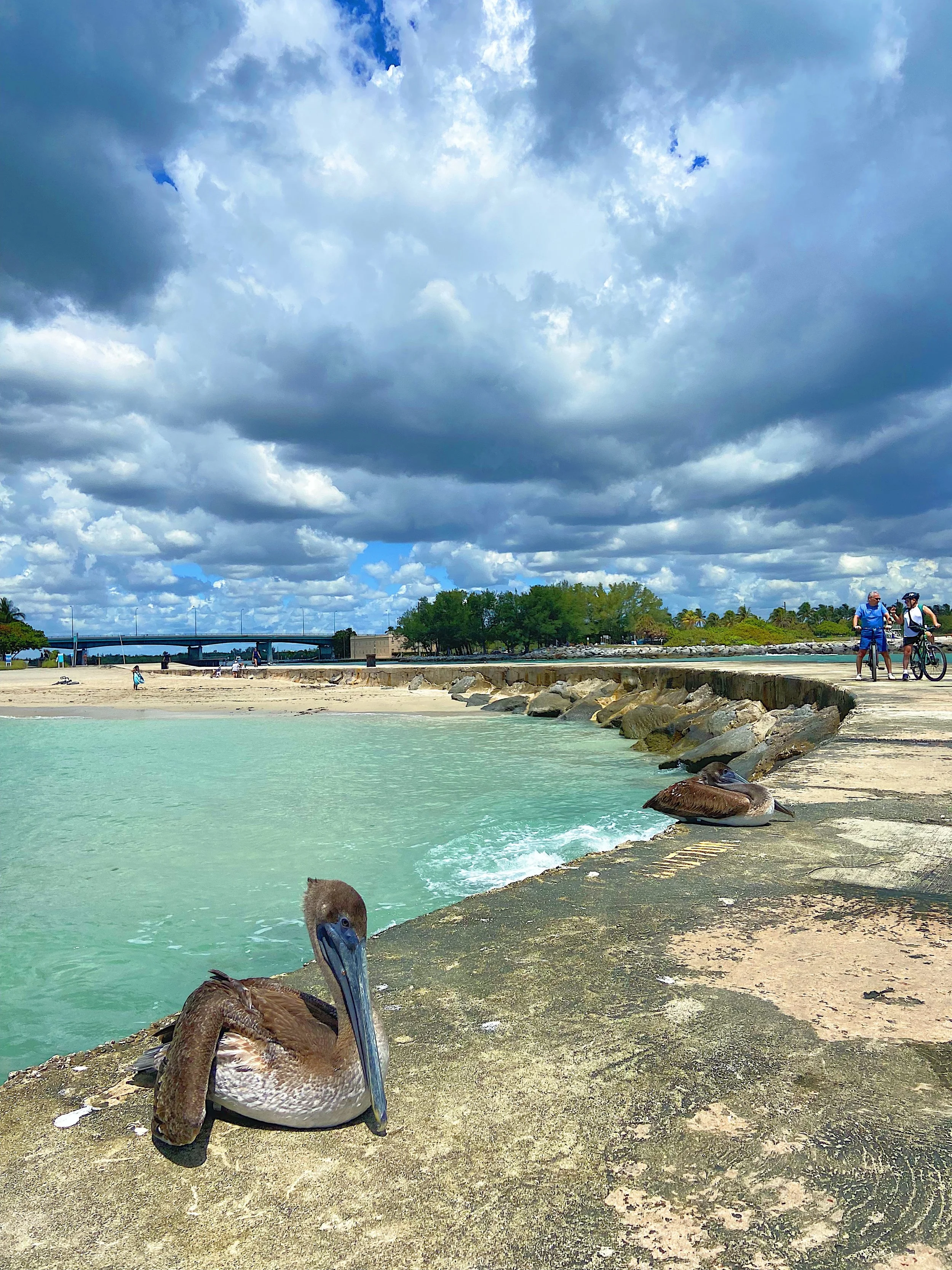 Keep Our Wildlife Wild! — Pelican Harbor Seabird Station