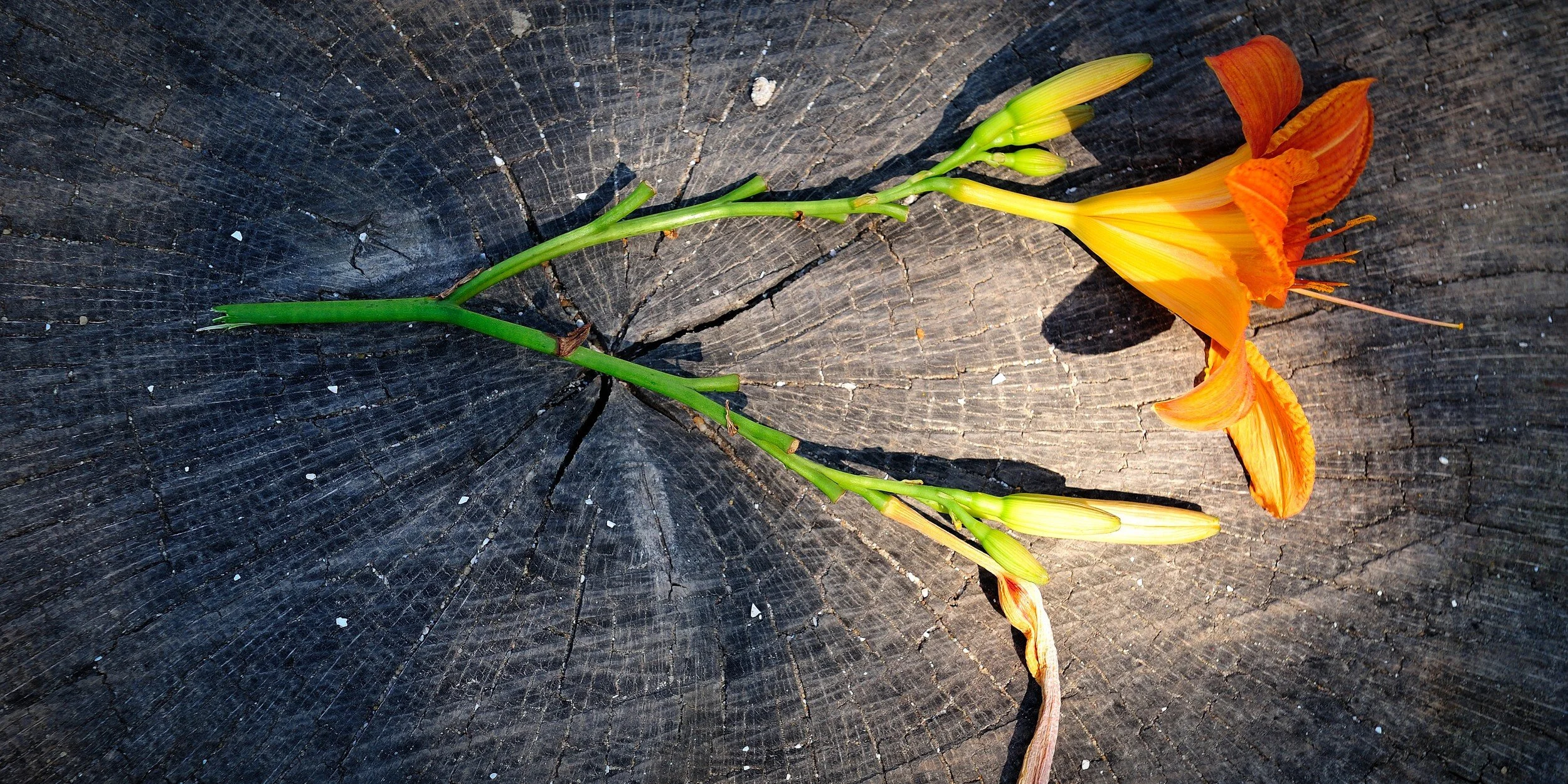 Manten|Photography — Lost Flower
