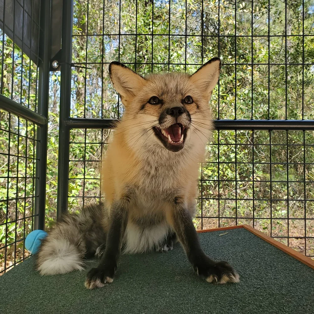 Our Animals — Fox Friends Sanctuary INC