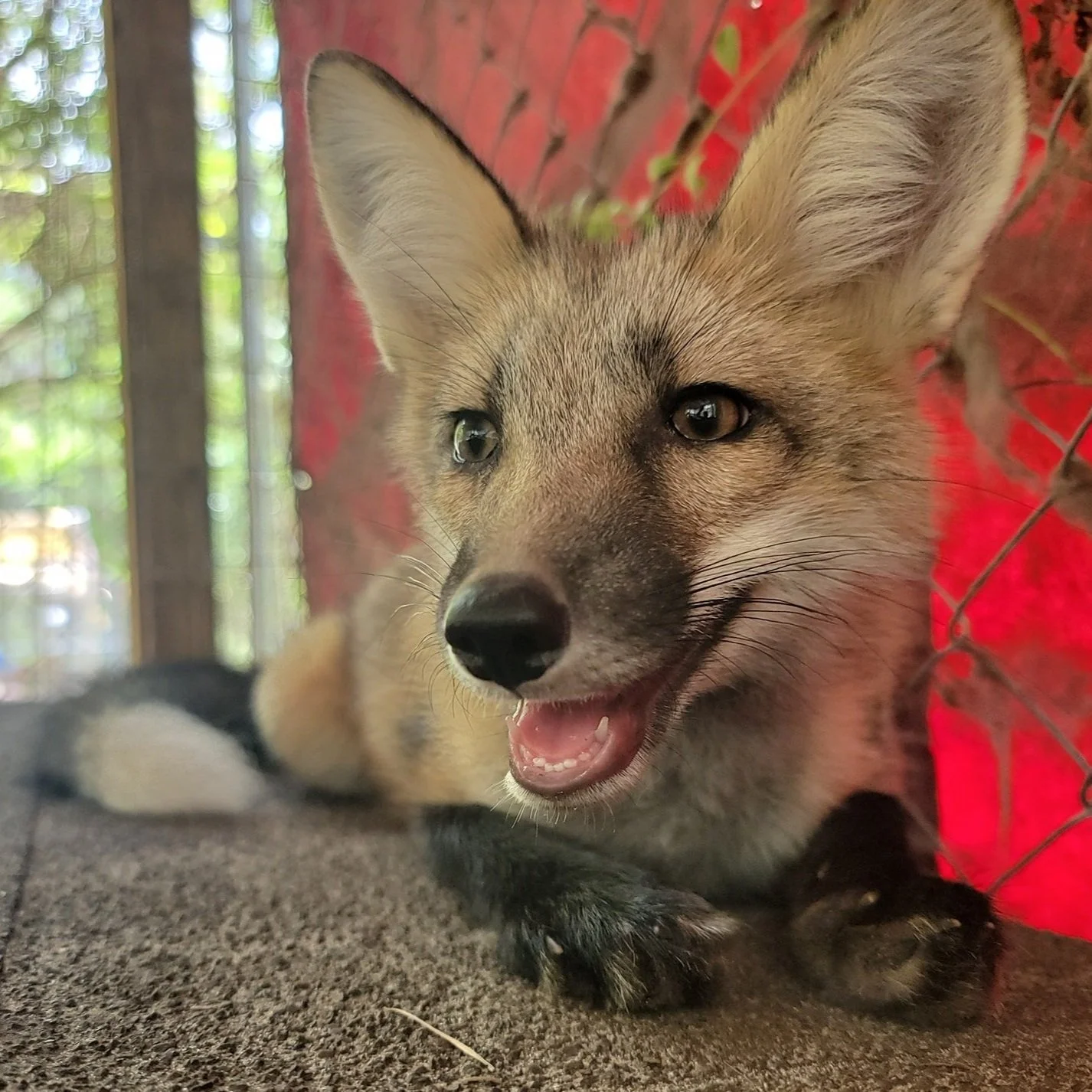 Our Animals — Fox Friends Sanctuary INC