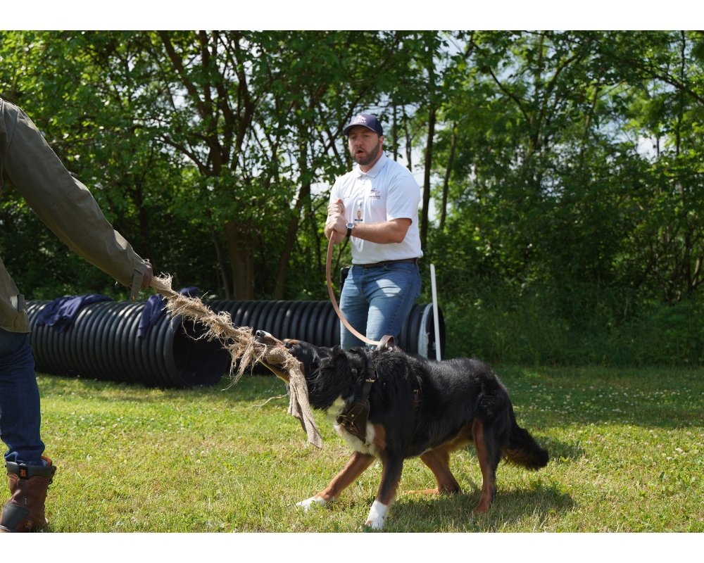 Lorenzo's Dog Training Team