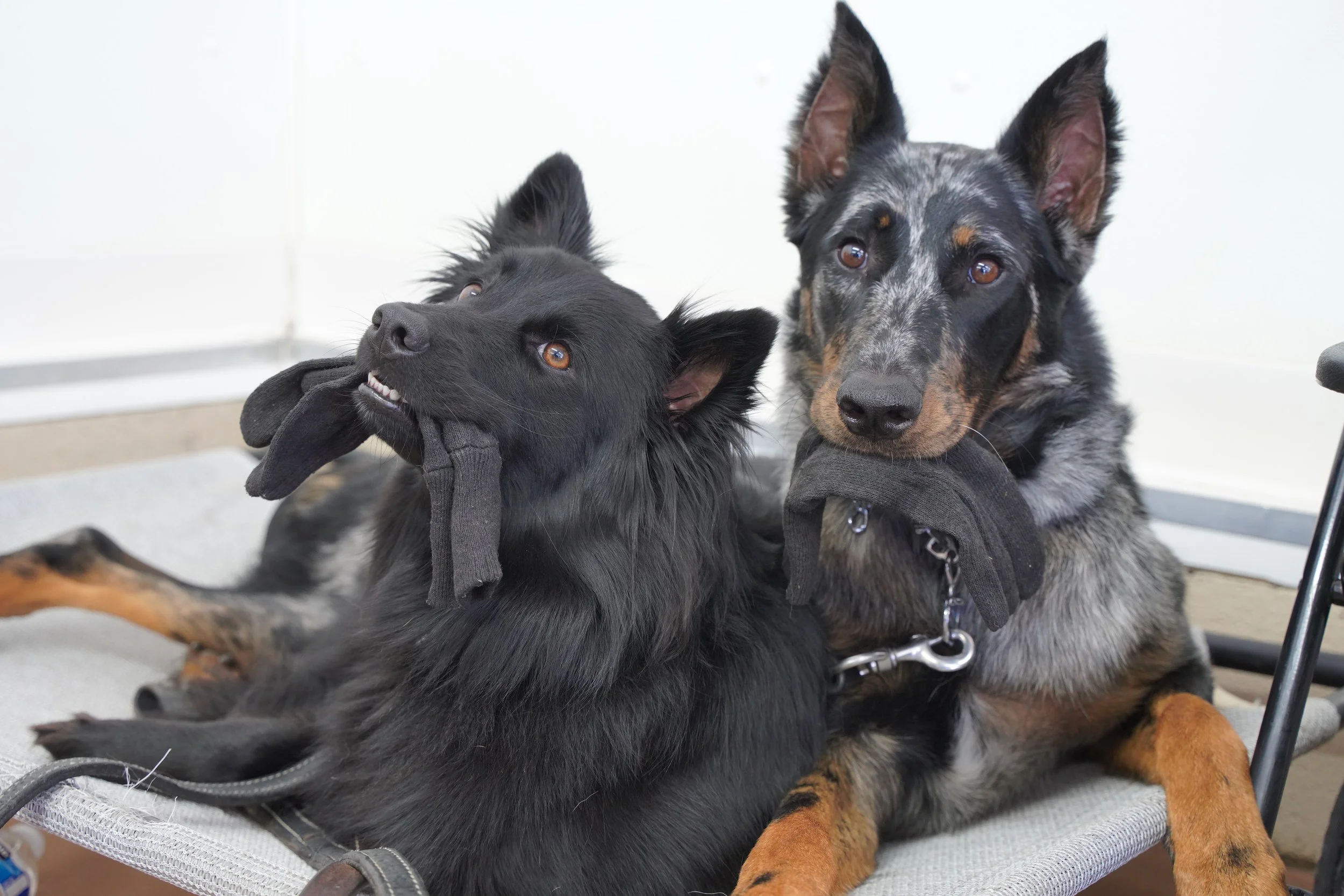 Lorenzo's Dog Training Team