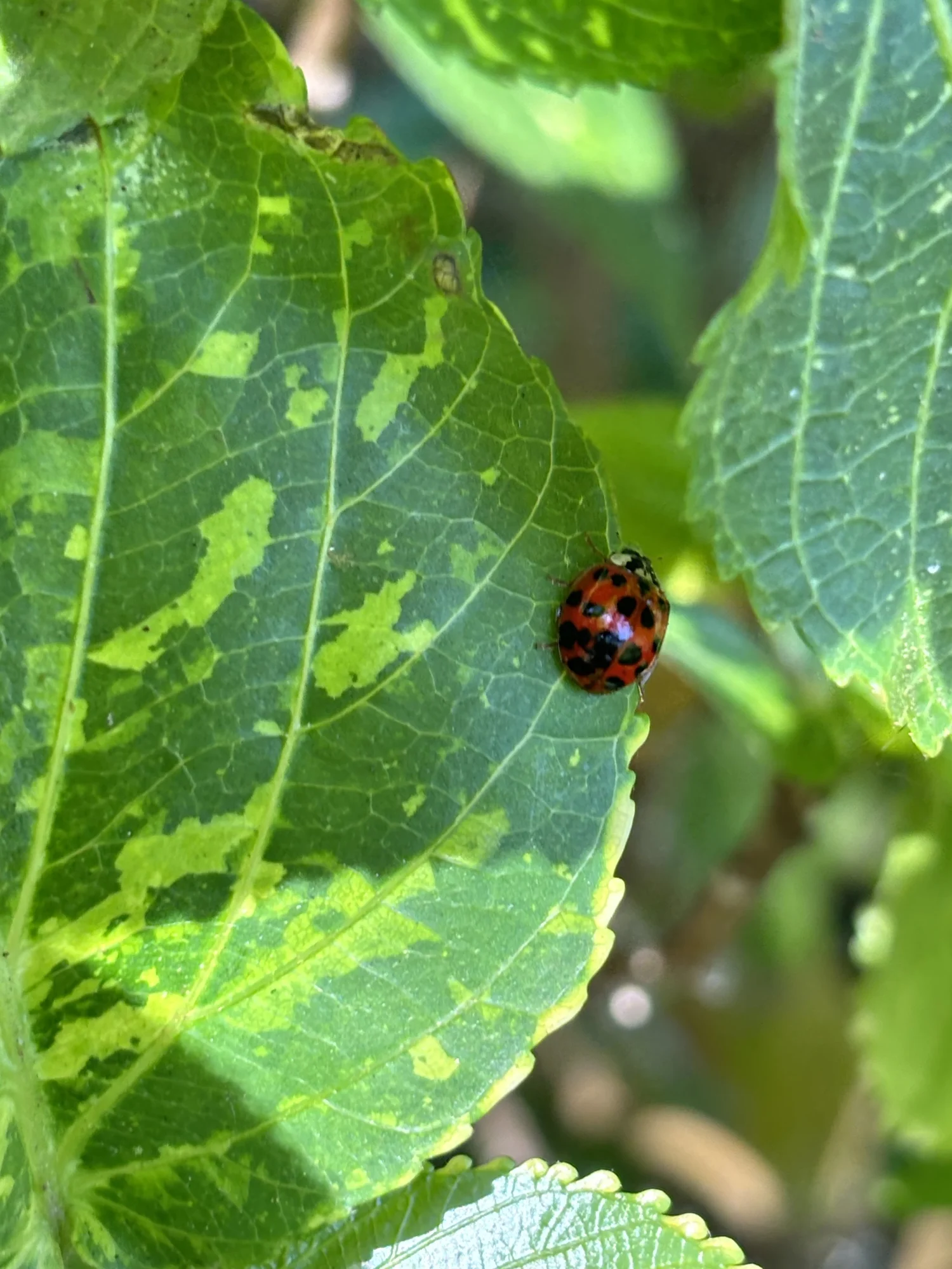 Attract and Sustain Ladybugs — Florida Gardenista