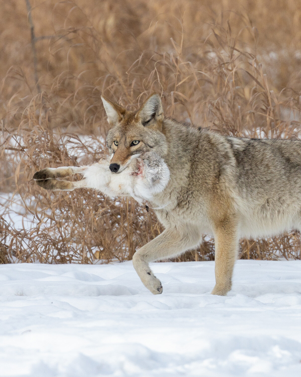 Wildlife Photography — Stuart Rogers