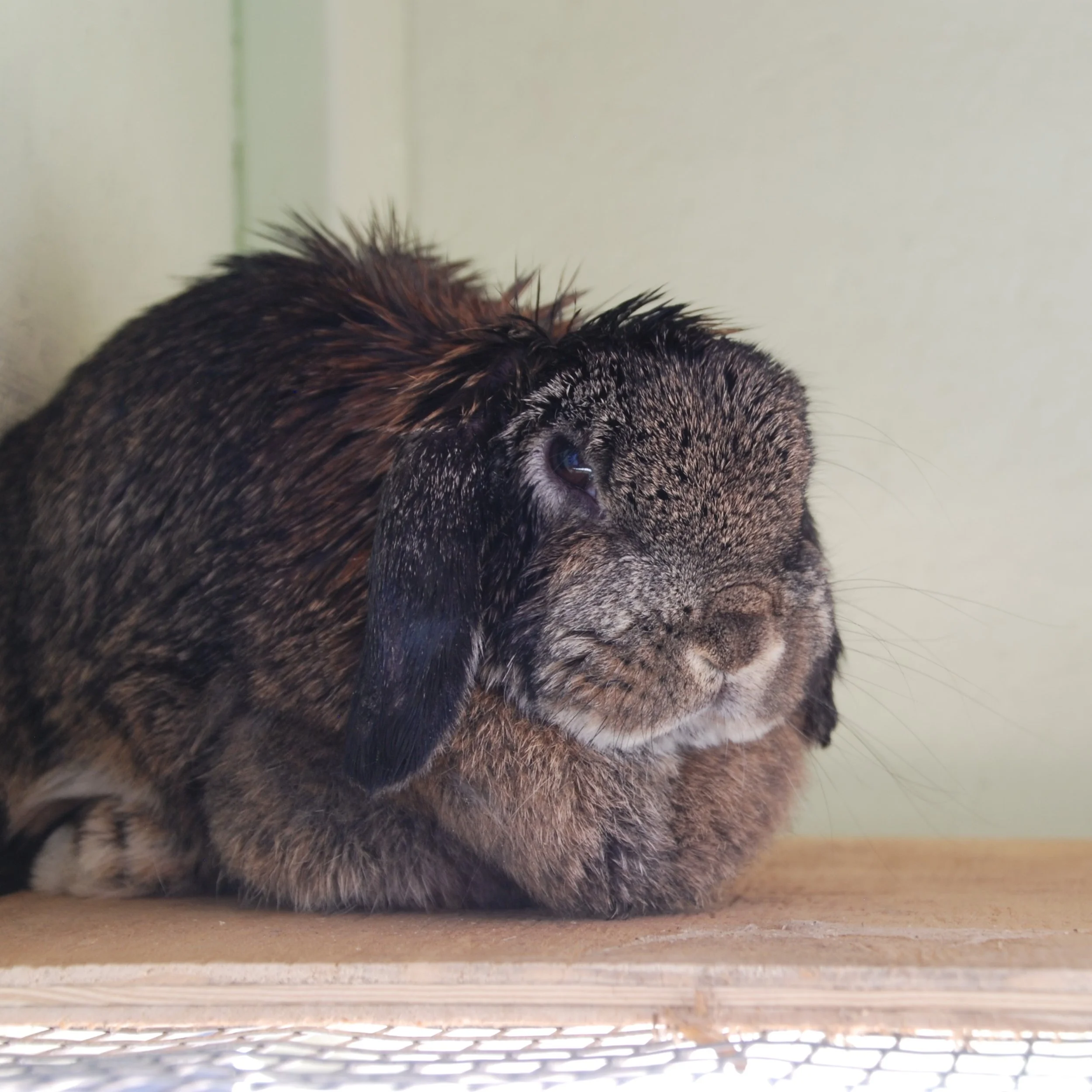 So You Want A Bunny: Inside or Outside? — Rusty Bell Farm and Garden