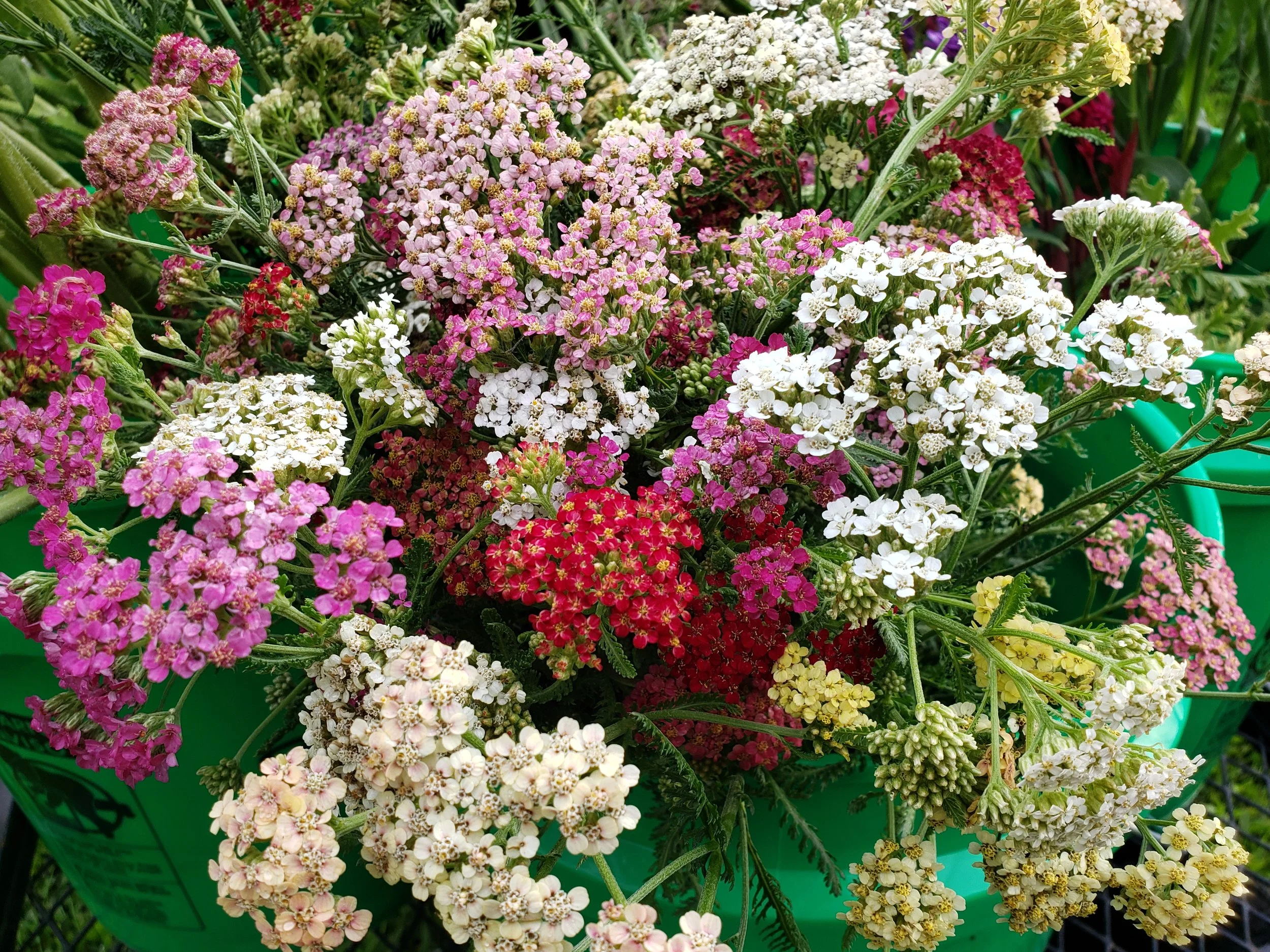 Yarrow Flower Bouquets