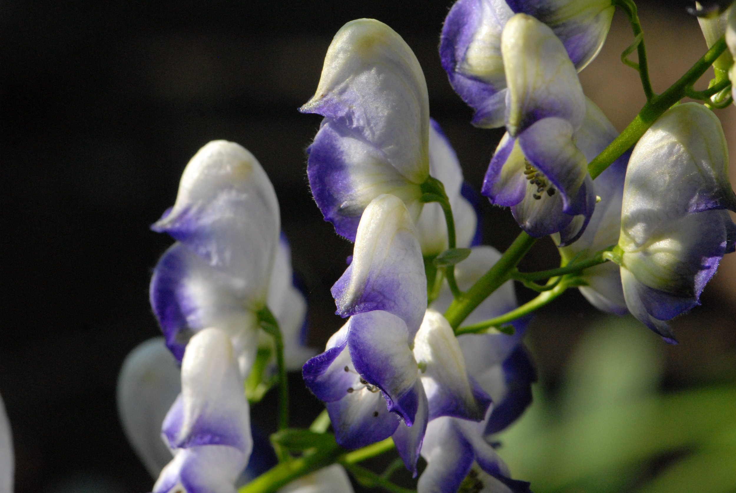 My Backyard 2019 -3 — Bob Bartel - Books