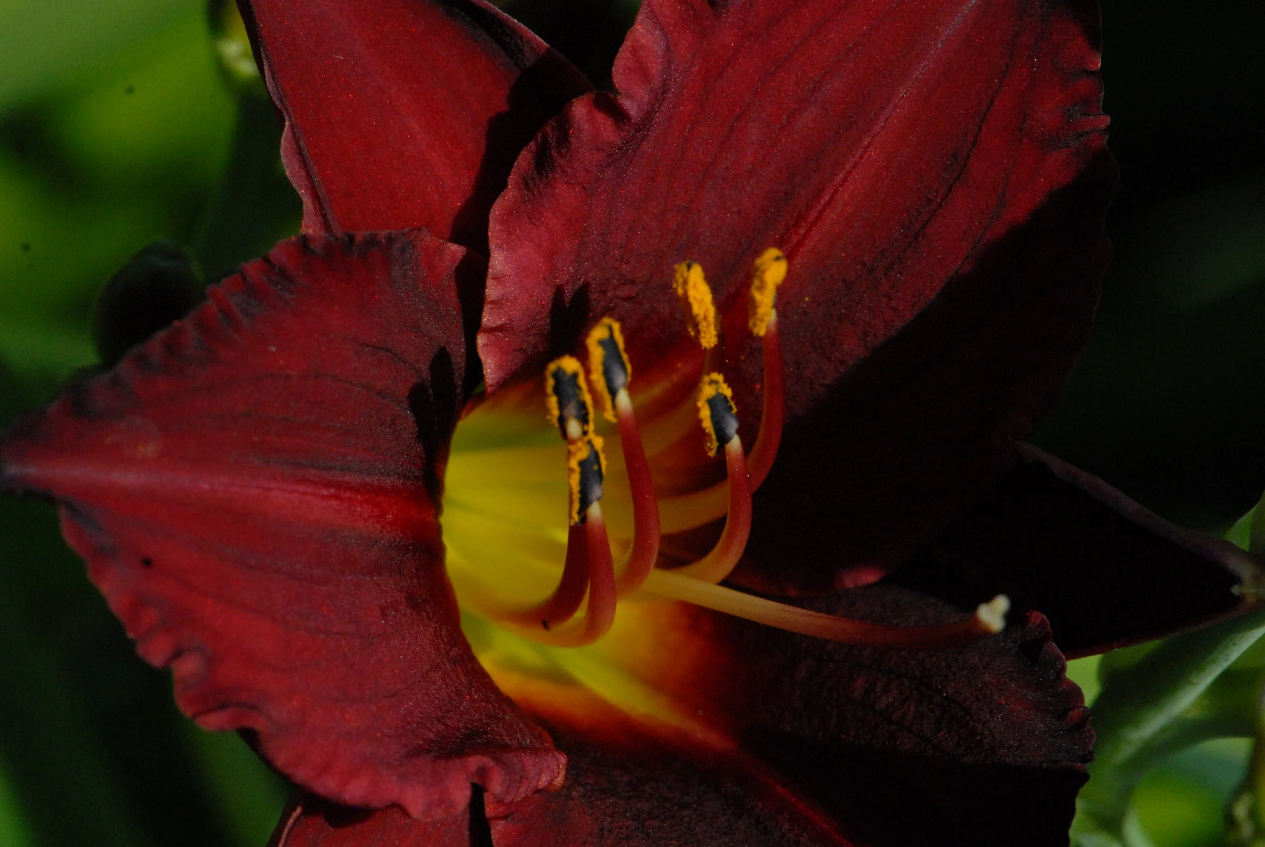 My Backyard 2019 -3 — Bob Bartel - Books