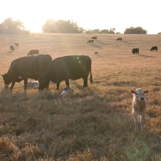 Riverbend Cattle Company | Pasture-Raised Beef | Sustainable