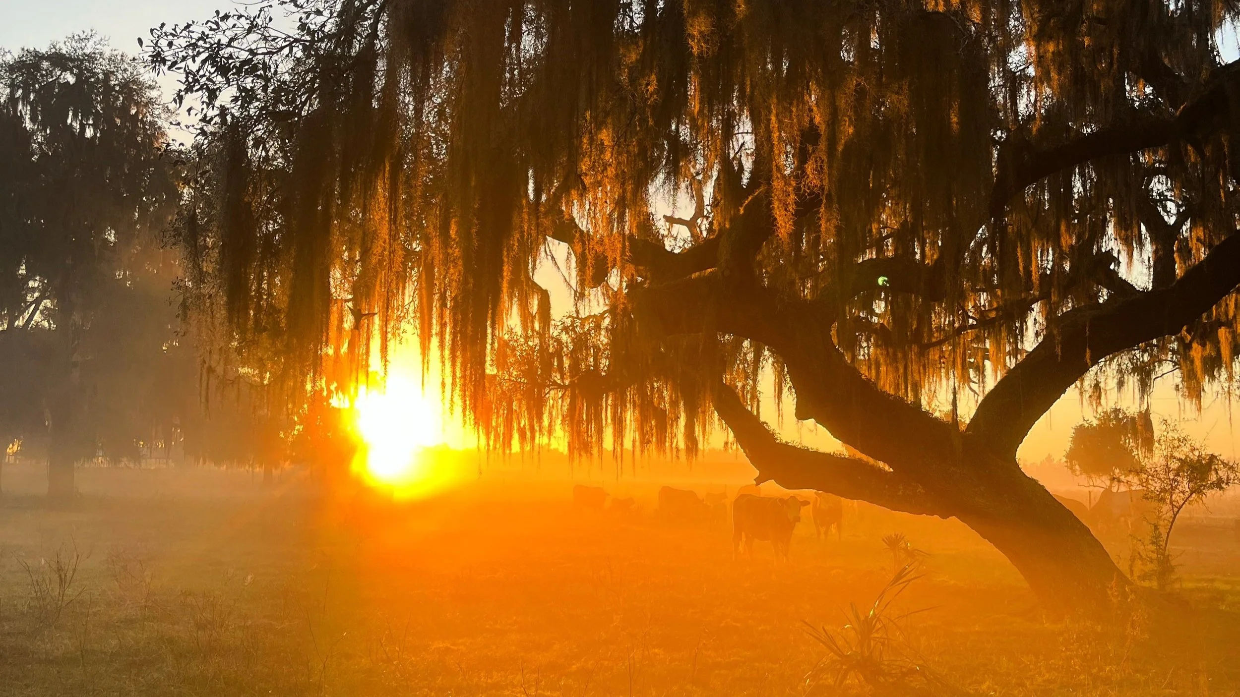 Riverbend Cattle Company | Pasture-Raised Beef | Sustainable