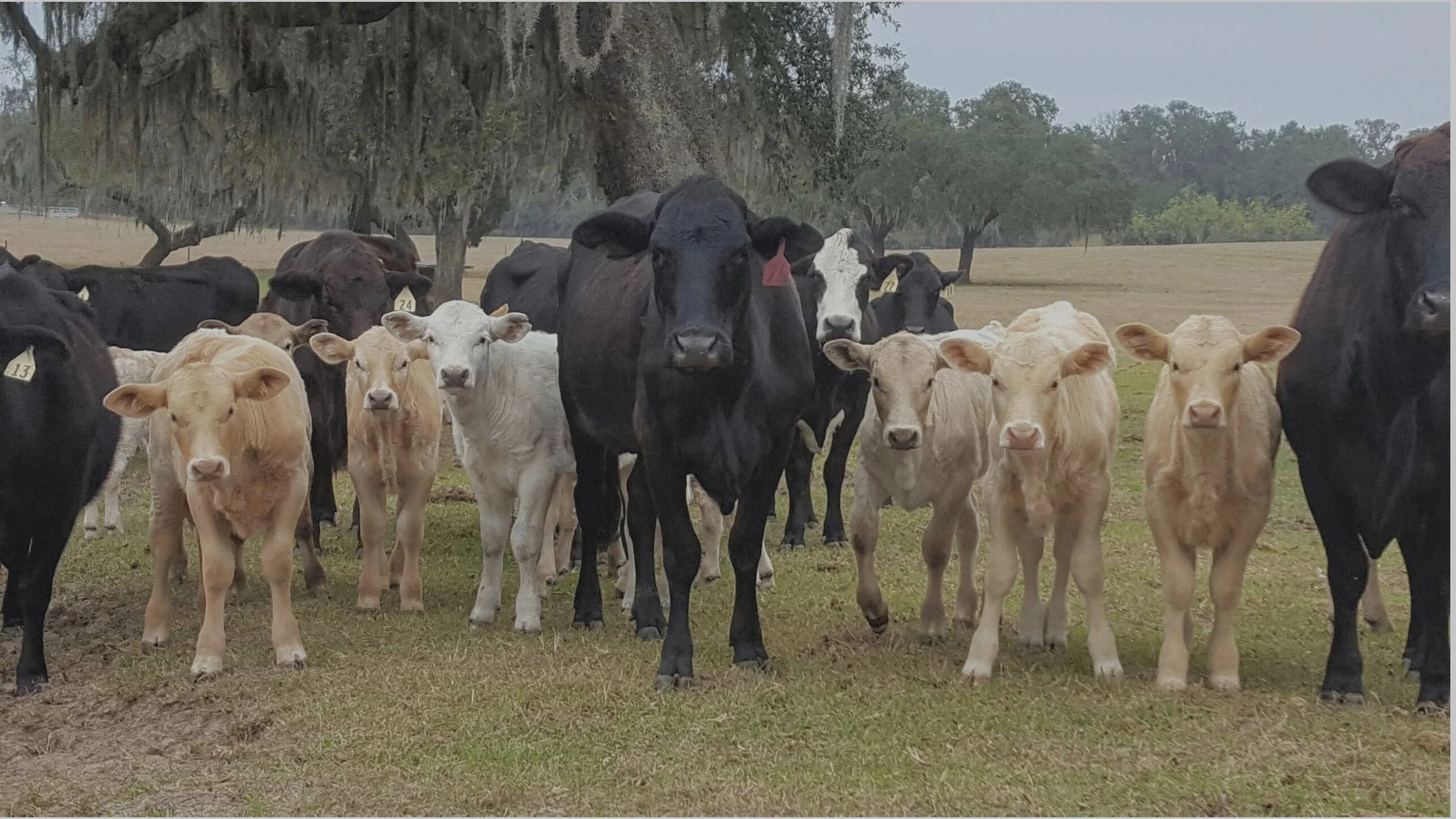 Riverbend Cattle Company | Pasture-Raised Beef | Sustainable