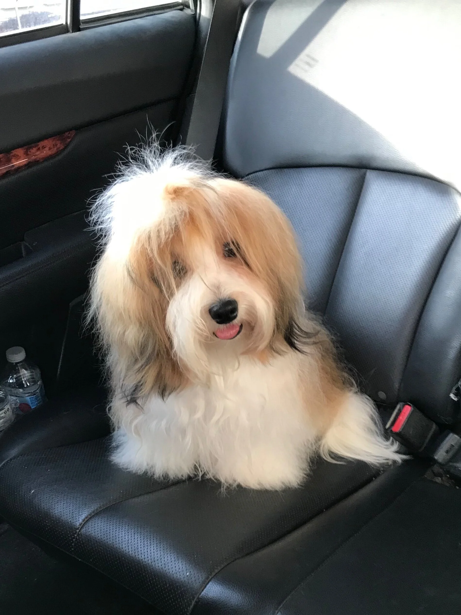 Moms/Dads — Hillside Havanese