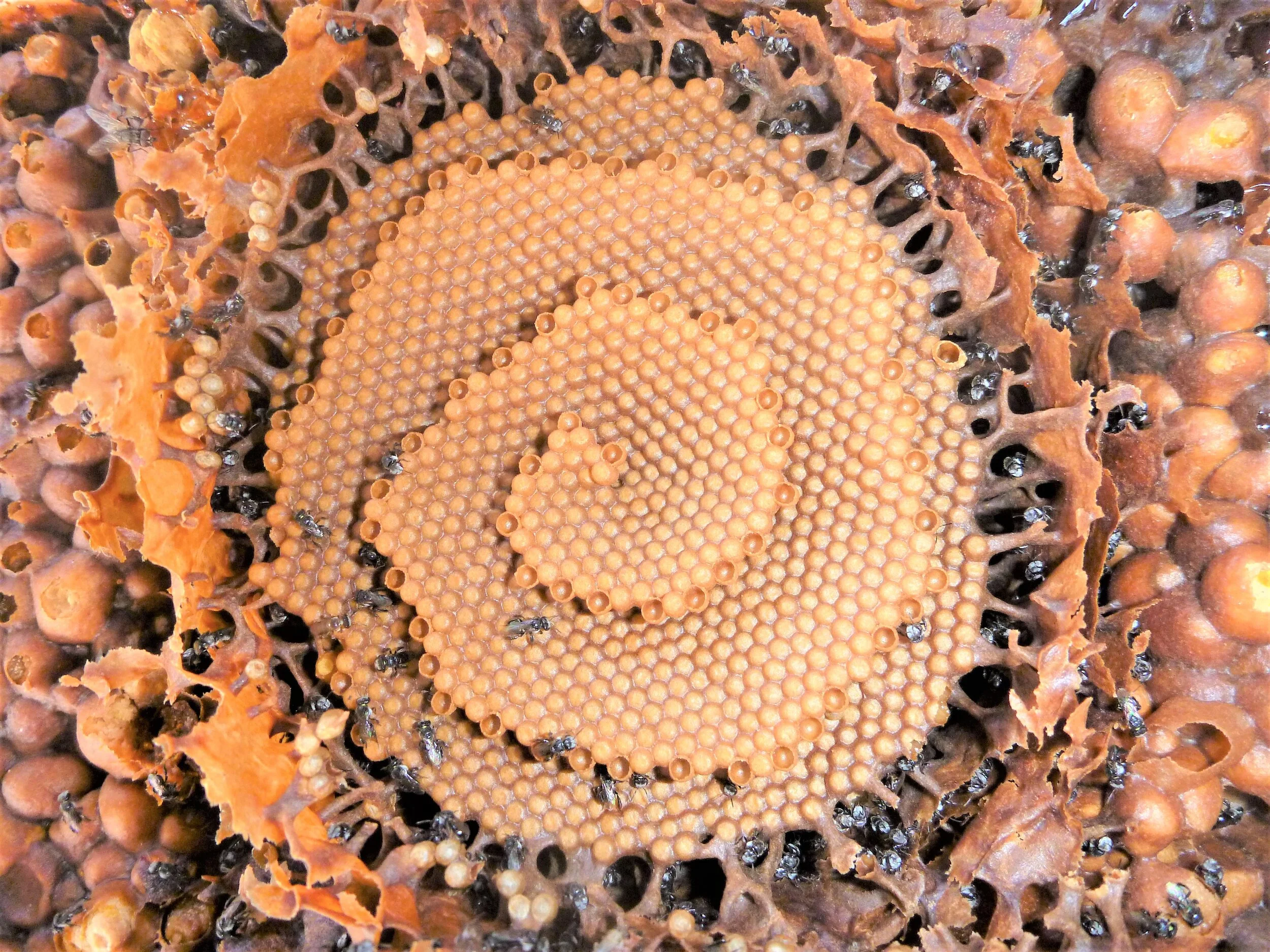 BeeWild Home
