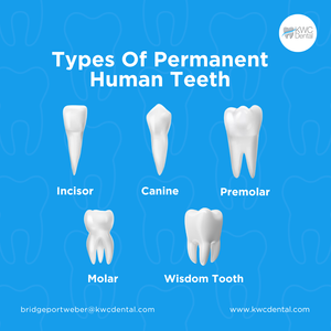 The Complete Guide To Tooth Numbering System — KWC Dental