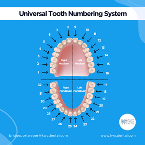 The Complete Guide To Tooth Numbering System — KWC Dental