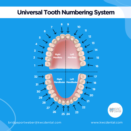The Complete Guide To Tooth Numbering System — KWC Dental