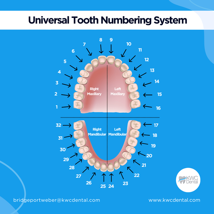 The Complete Guide To Tooth Numbering System — KWC Dental