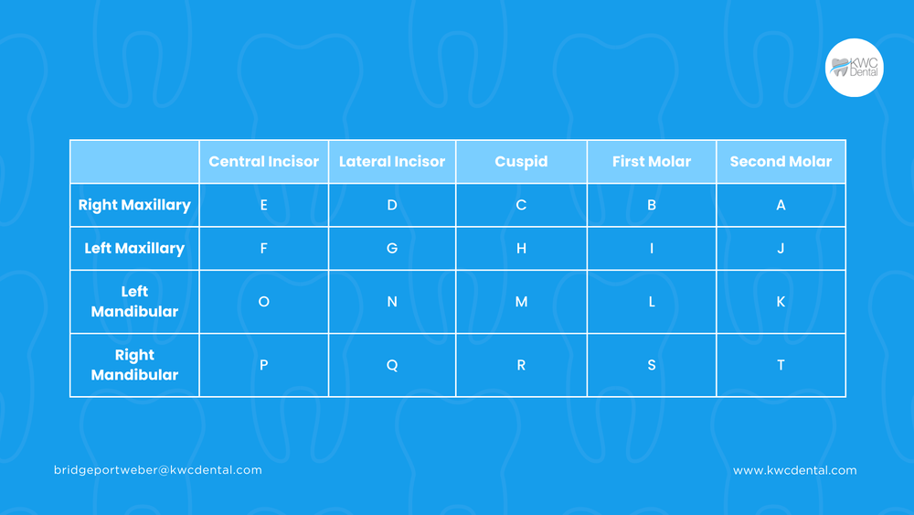 The Complete Guide To Tooth Numbering System — KWC Dental