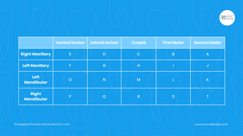 The Complete Guide To Tooth Numbering System — KWC Dental