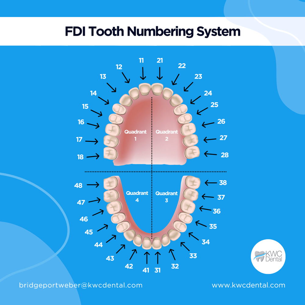 The Complete Guide To Tooth Numbering System — KWC Dental