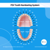 The Complete Guide To Tooth Numbering System — KWC Dental
