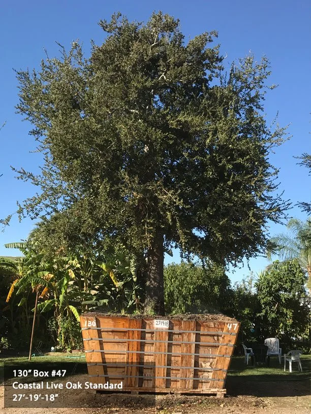 Coast Live Oak Tree Page — Jacinto Big Tree Farm