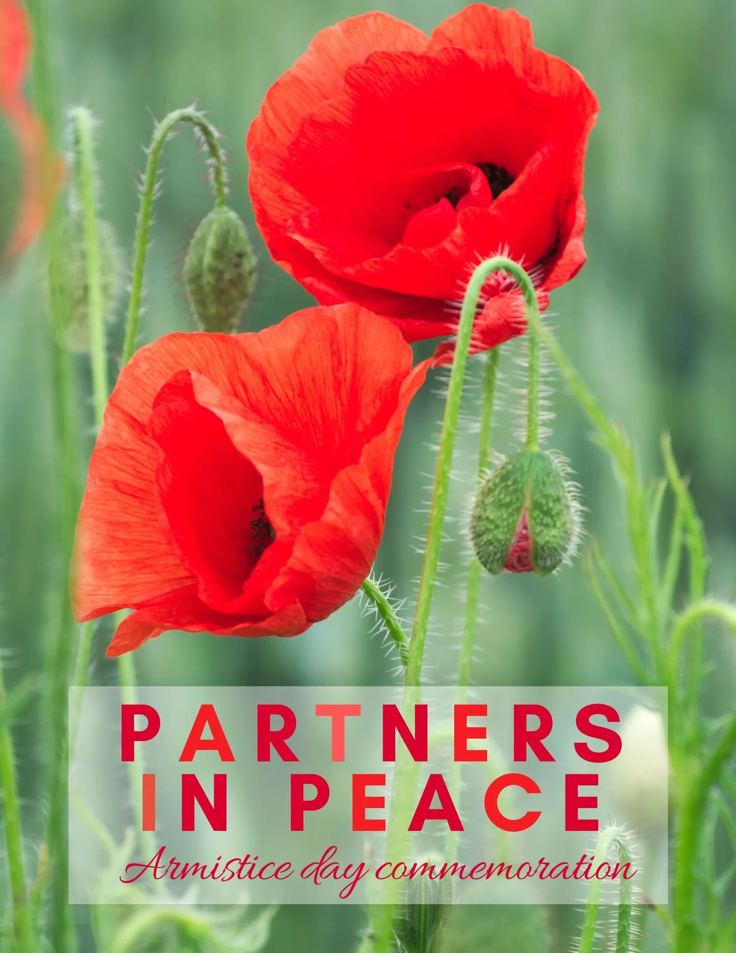 Partners in Peace - Armistice Day Commemoration — Alliance Française MSP
