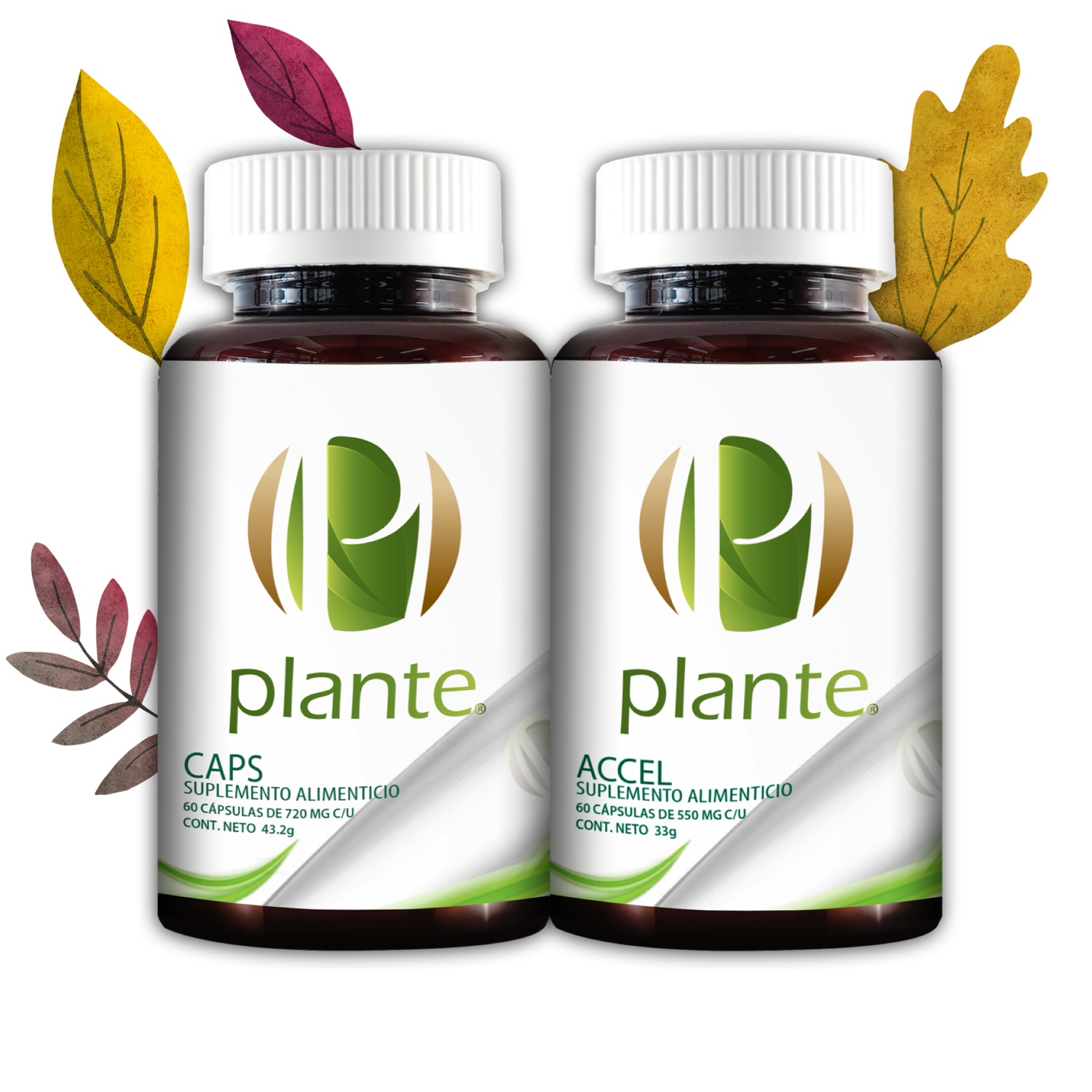 Plante