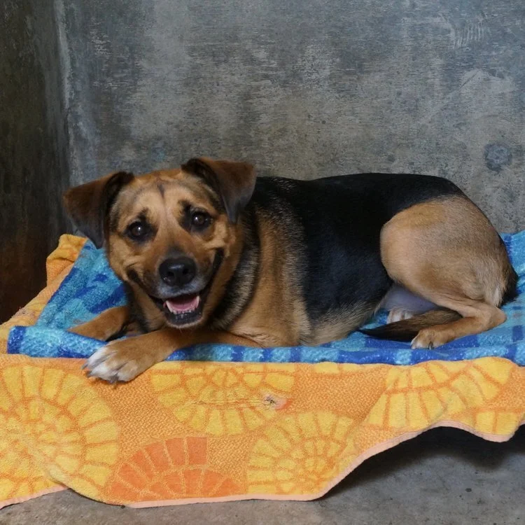 Boarding Types — Northwest K-9 Inn and Spa