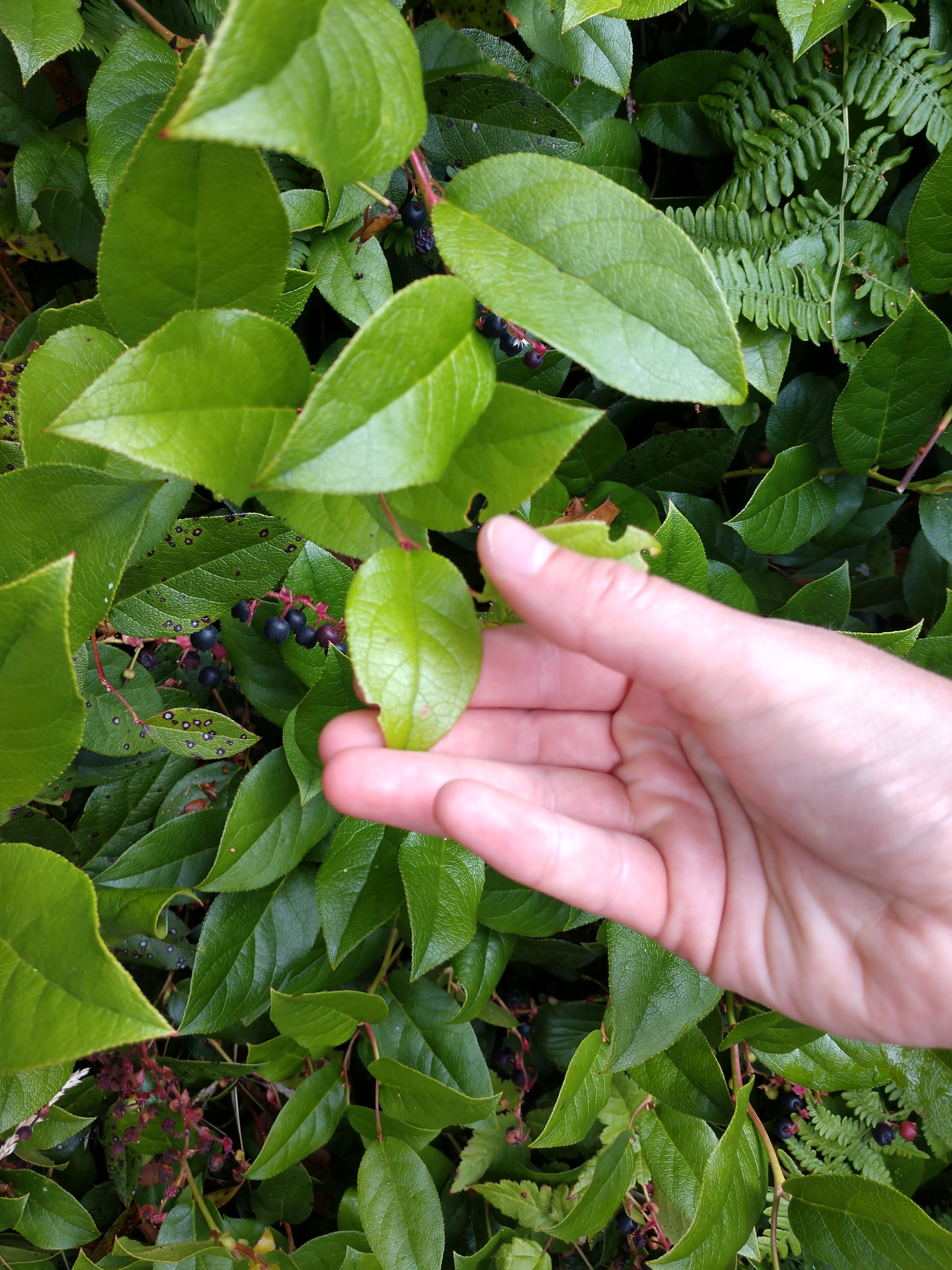 Research — UNESCO Cascade Head Biosphere Reserve