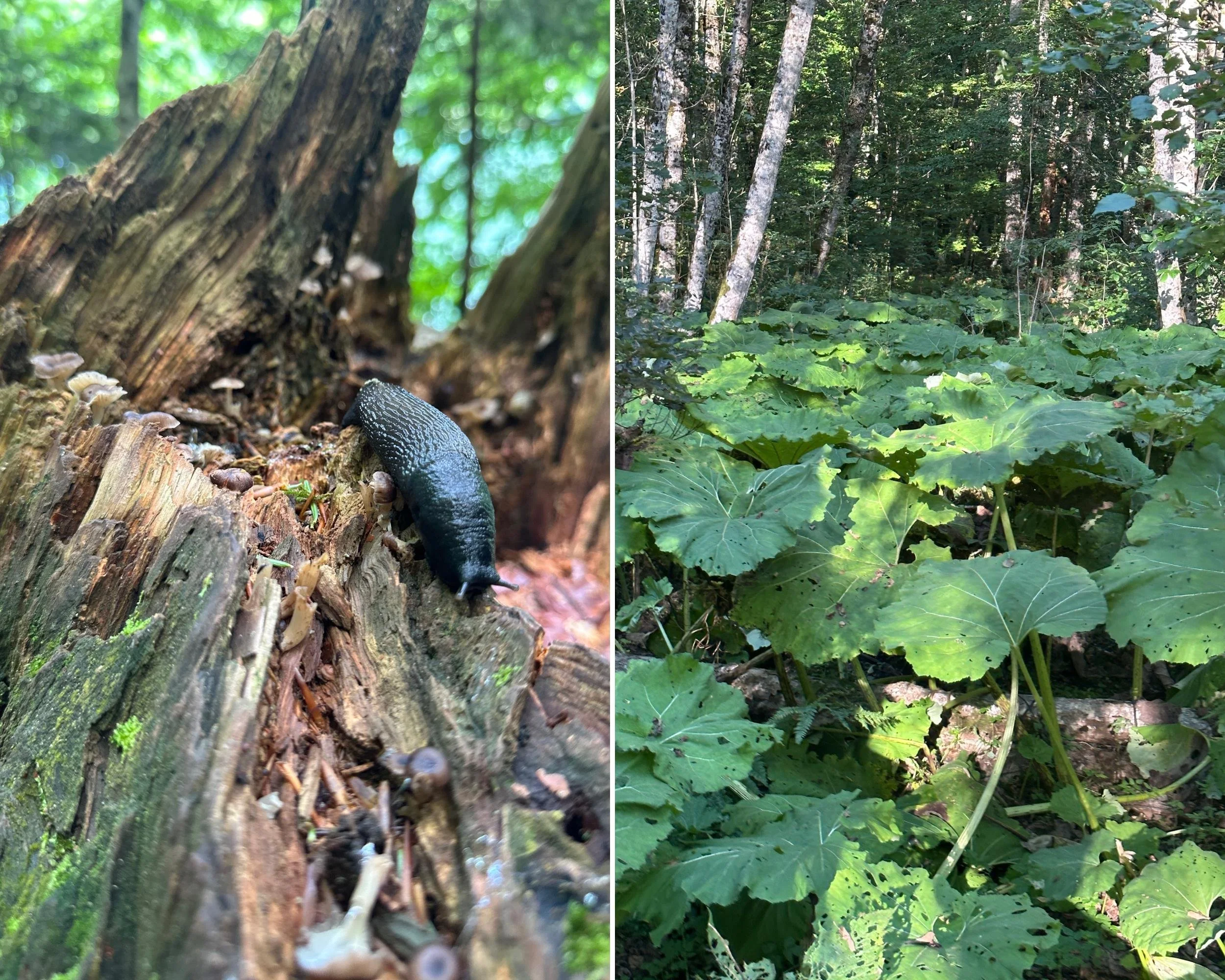 Biogradska Gora National Park 101: All you need to know — Caeli travel ...