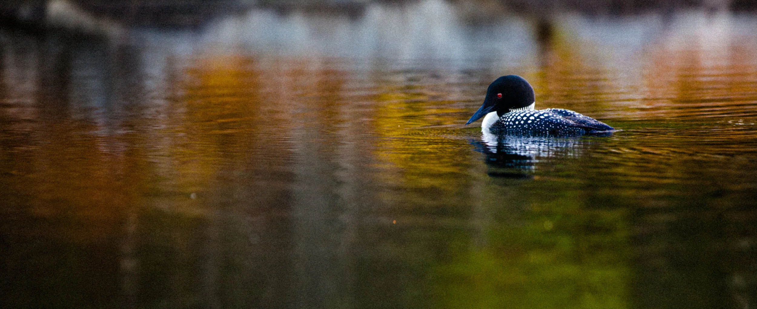 Autumn Loon — Zach Silverstein