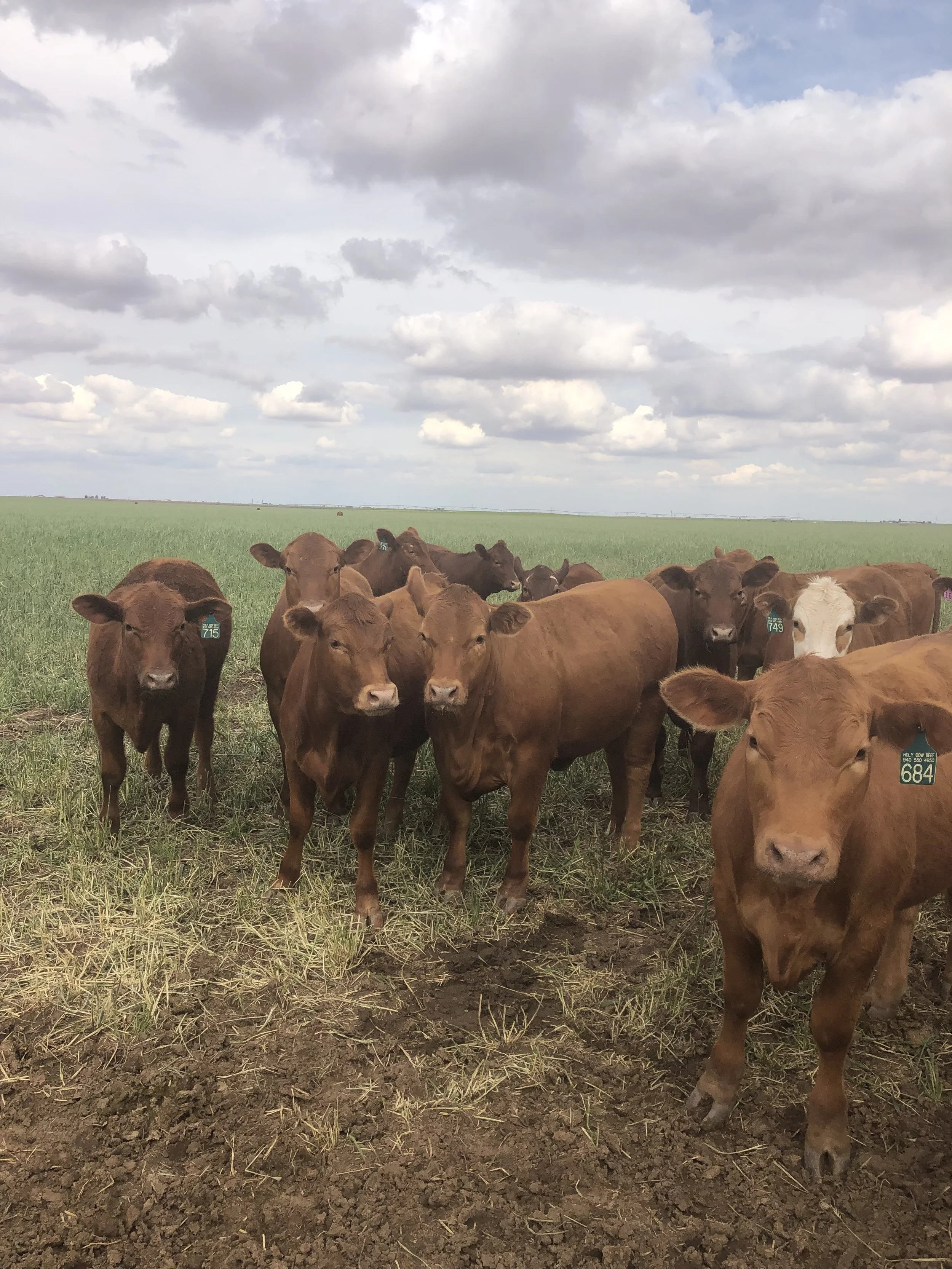 Contact Us — Holy Cow Beef