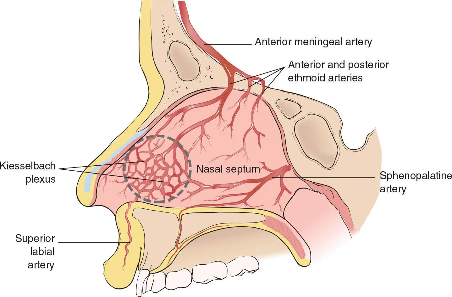 Epistaxis (Nosebleeds) — DEVON LIVINGSTONE MD