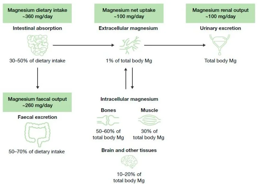 Magnesium Supplements in Australia | Which Type is Best for You're ...