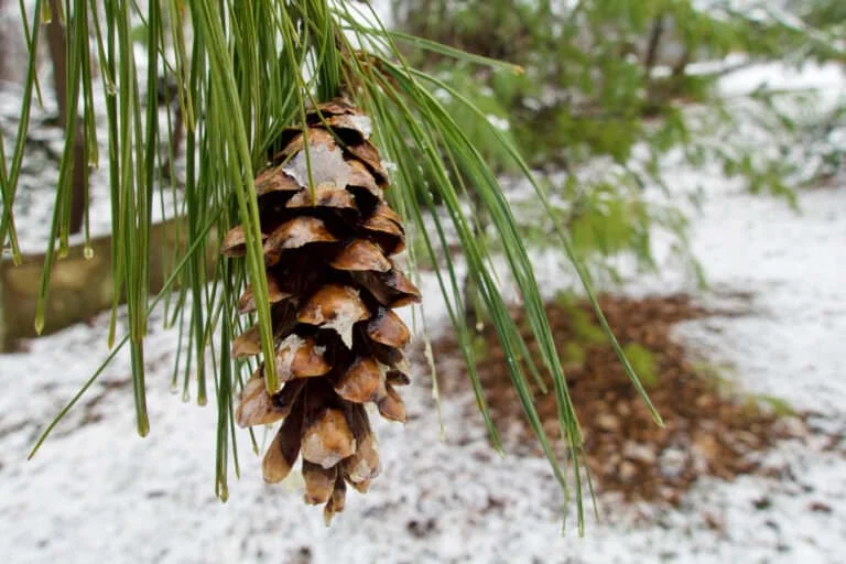 Taiga Professional A320 | Conifer Green Pine Needle Complex ...