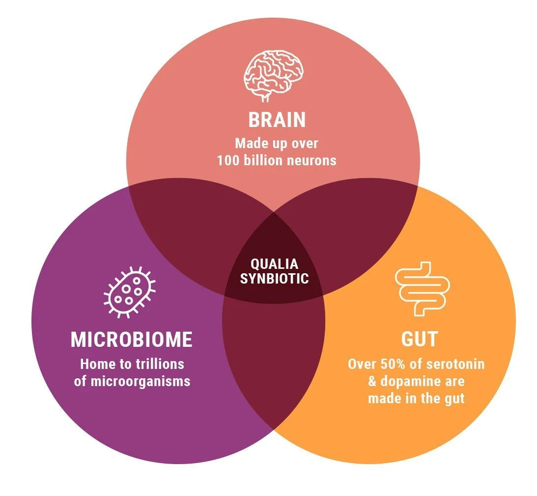 Qualia Synbiotic - Premium Gut Support | Neurohacker Australia ...