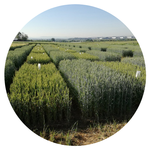 EWG BREEDING — Wheat initiative