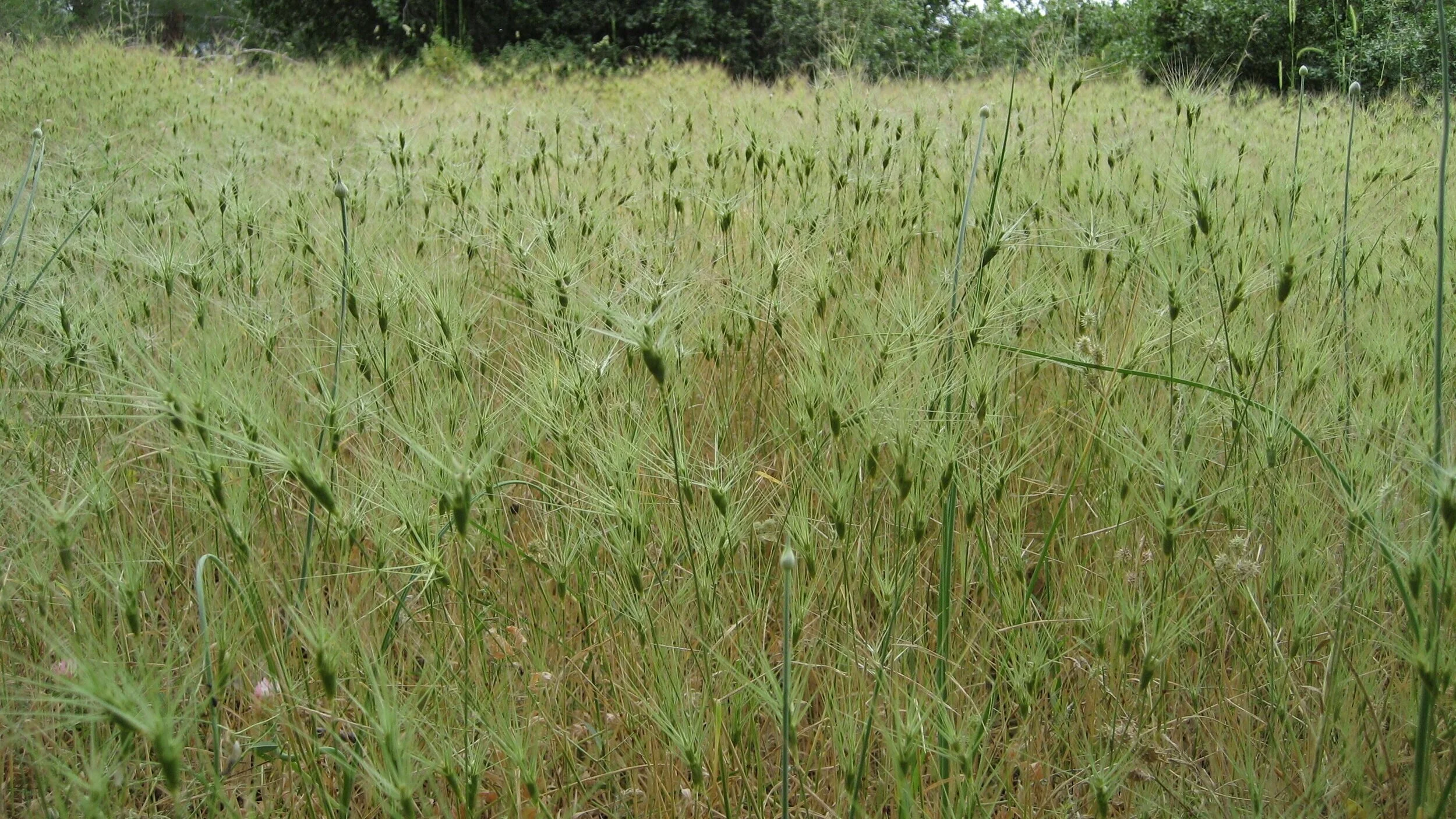 EWG GERMPLASM — Wheat initiative