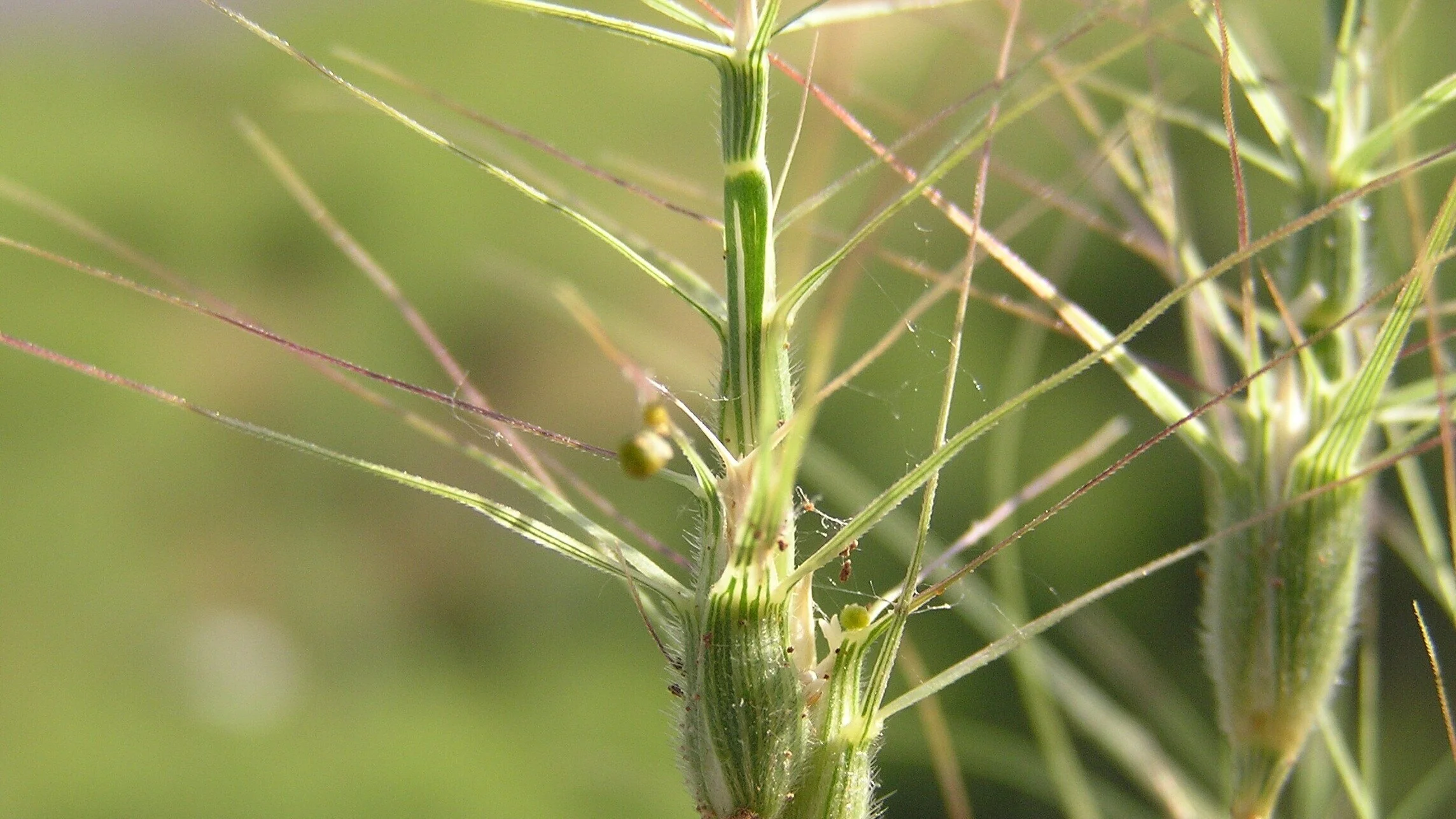 EWG GERMPLASM — Wheat initiative