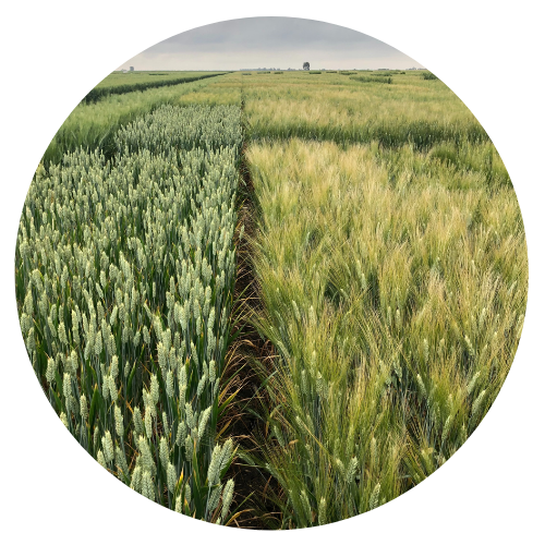 EWG GERMPLASM — Wheat initiative