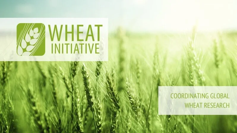 Wheat Initiative — Wheat initiative